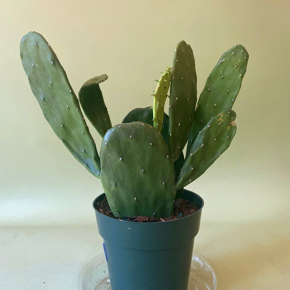 Cactus Plant, Prickly Pear – Brave Floral